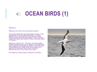 Ocean birds4 | PPTX