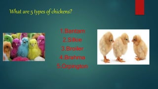 Ocean chicken | PPTX