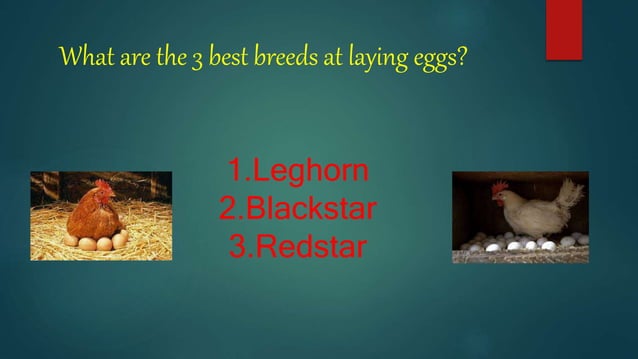 Ocean chicken | PPTX