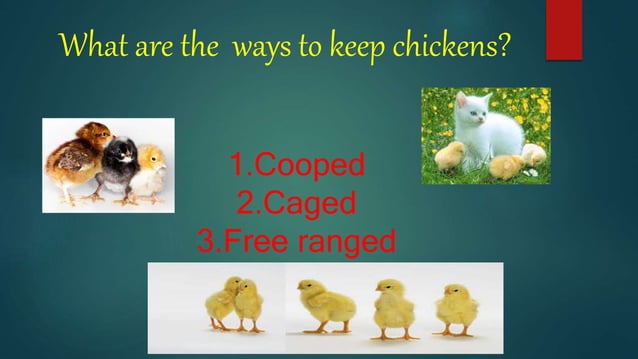 Ocean chicken | PPTX