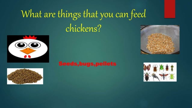 Ocean chicken | PPTX