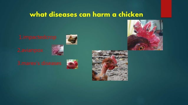 Ocean chicken | PPTX