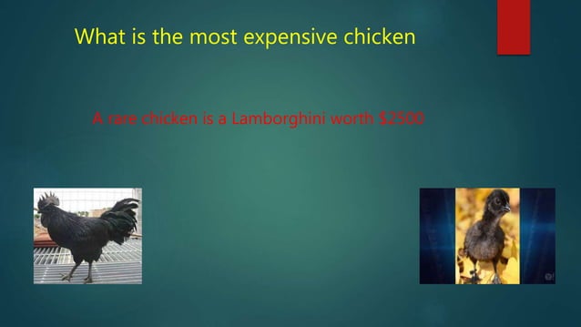 Ocean chicken | PPTX