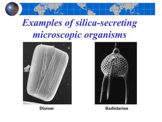 oceandeposits.pdf | Geography | Science