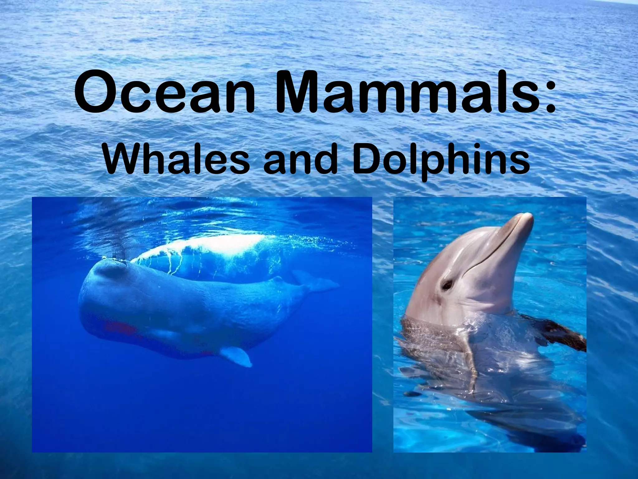 Ocean dolphins and whales powerpoint | PPT
