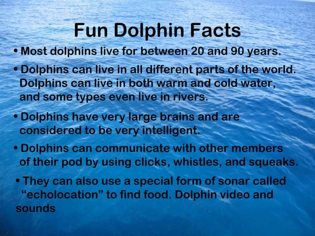 Ocean dolphins and whales powerpoint | PPT | Zoos & Aquariums | Attractions