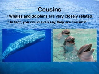 Ocean dolphins and whales powerpoint | PPT