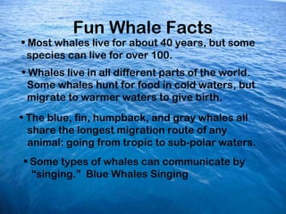 Ocean dolphins and whales powerpoint | PPT