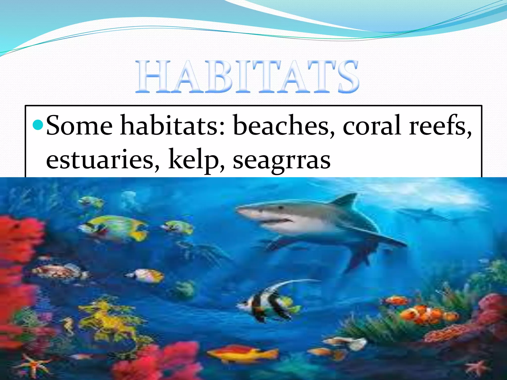 Ocean ecosystem | PPT