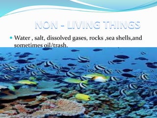 Ocean ecosystem | PPT