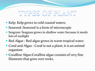 Ocean ecosystem | PPTX