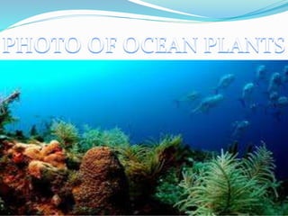 Ocean ecosystem | PPT