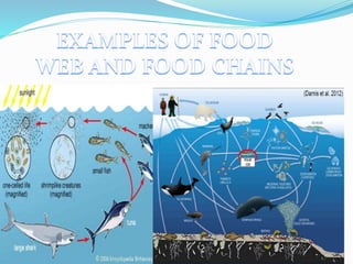 Ocean Ecosystem Examples