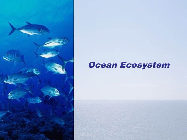 Ocean ecosystem | PPT