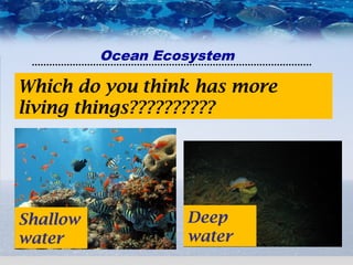 Ocean ecosystem | PPT