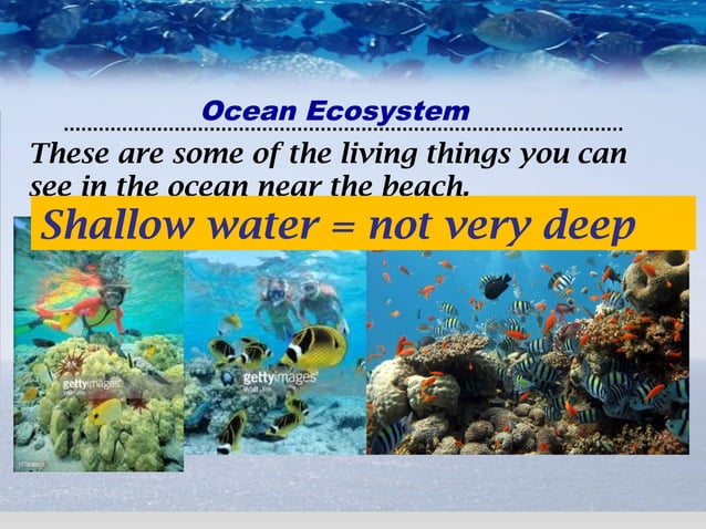 Ocean ecosystem | PPT