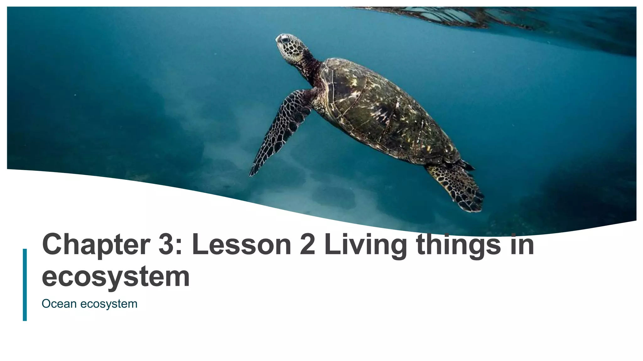 Ocean ecosystem | PPTX