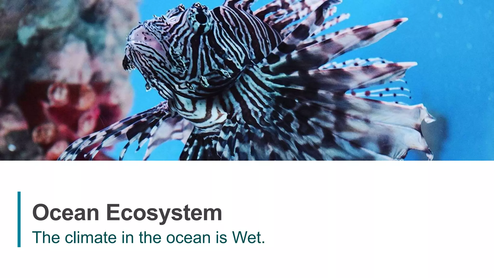 Ocean ecosystem | PPTX