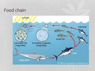 Ocean ecosystem summative | PPTX