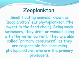 Ocean food chain | PPT