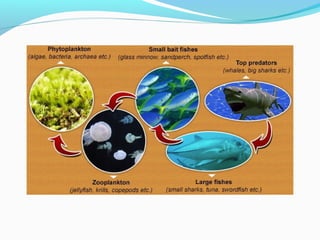 Saltwater Food Chain