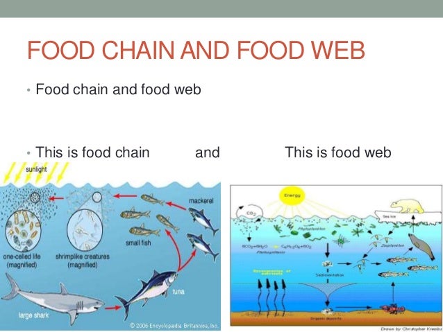 Ocean Ecosystem Food Chain Four Organisms 7. Investigation: Energy