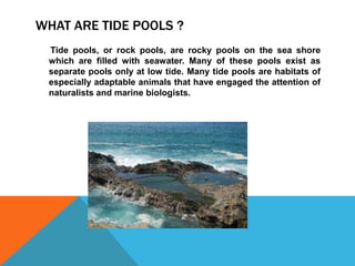 Ocean habitats | PPTX