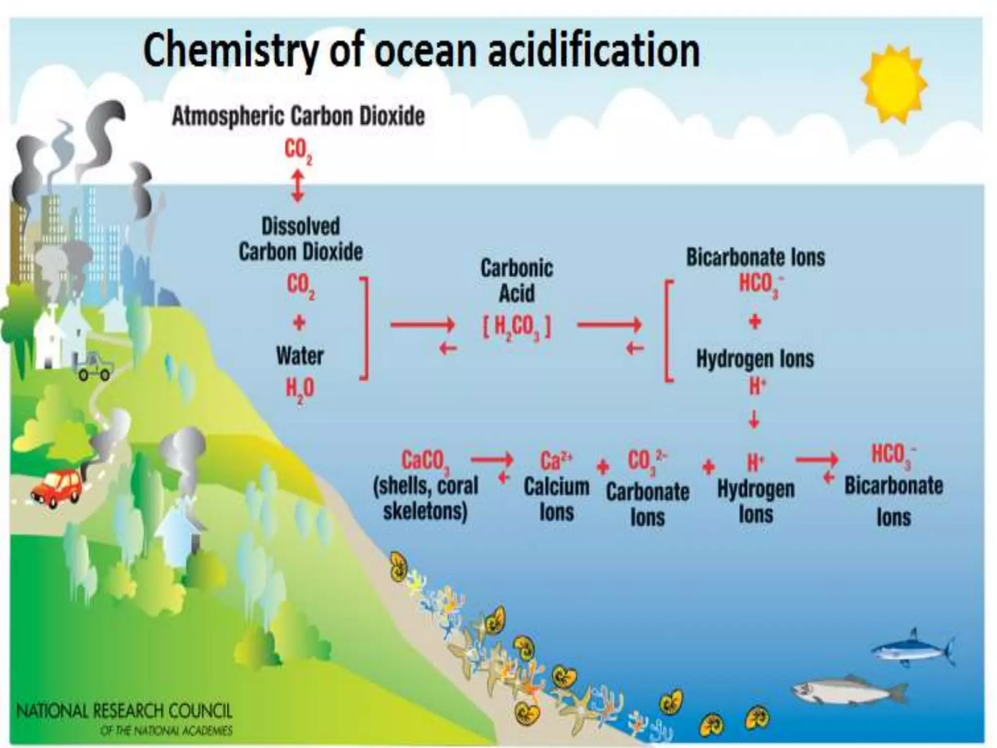 Oceanic acidification | PPT