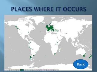 Oceanic Climate