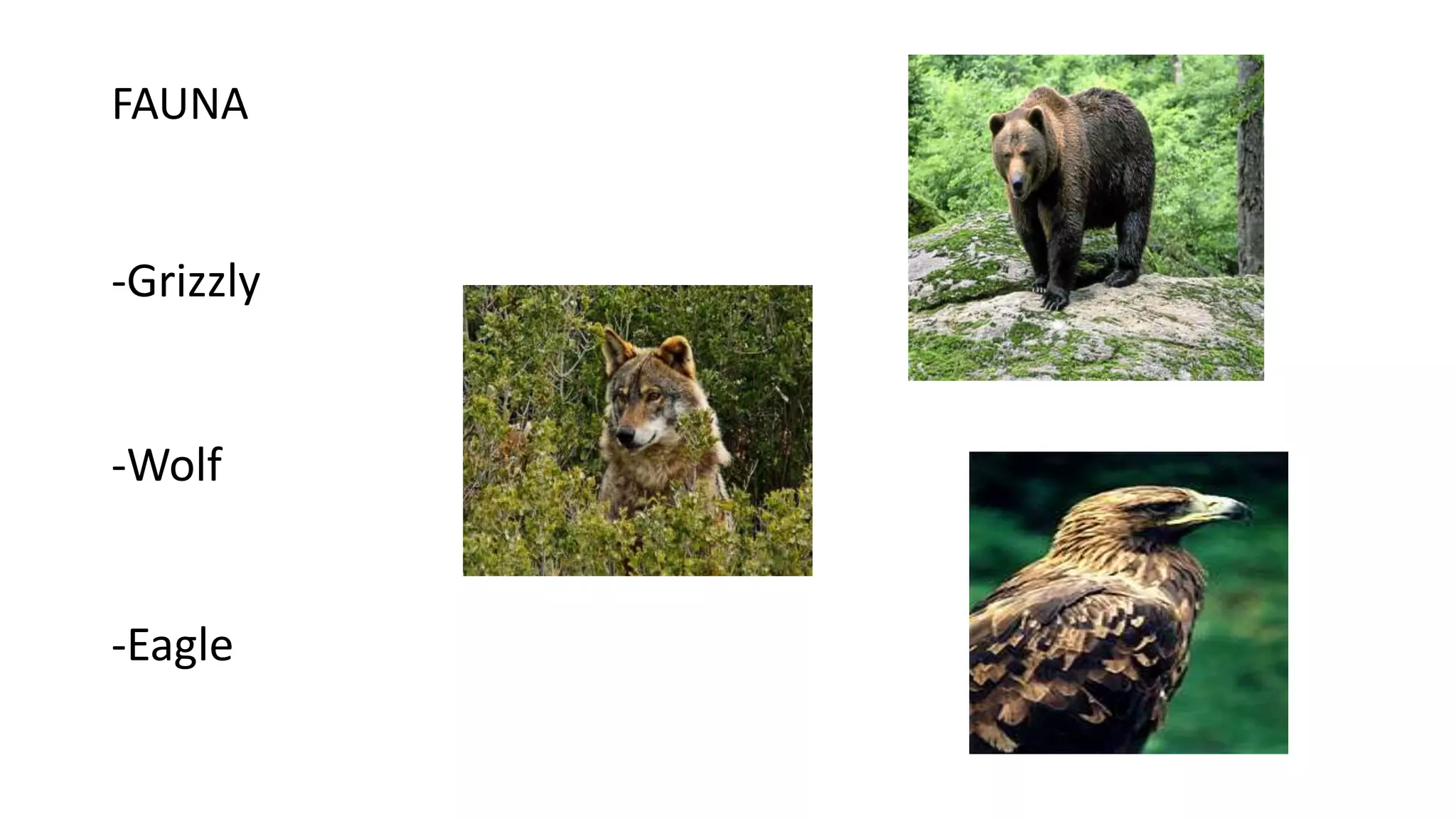 Oceanic climate | PPTX