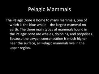 Oceanic pelagic zone biology biome project | PPTX