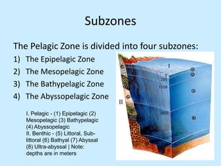 Oceanic pelagic zone biology biome project | PPTX