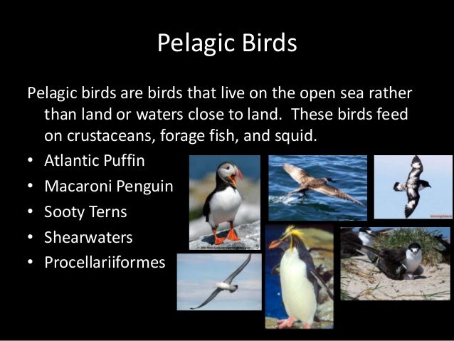 Oceanic pelagic zone biology biome project