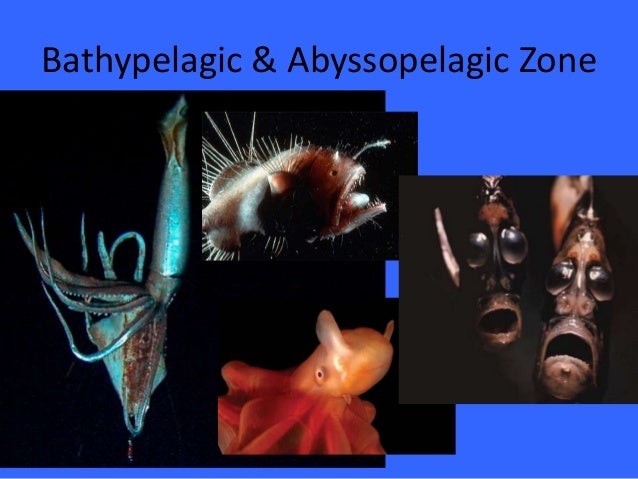 Oceanic pelagic zone biology biome project