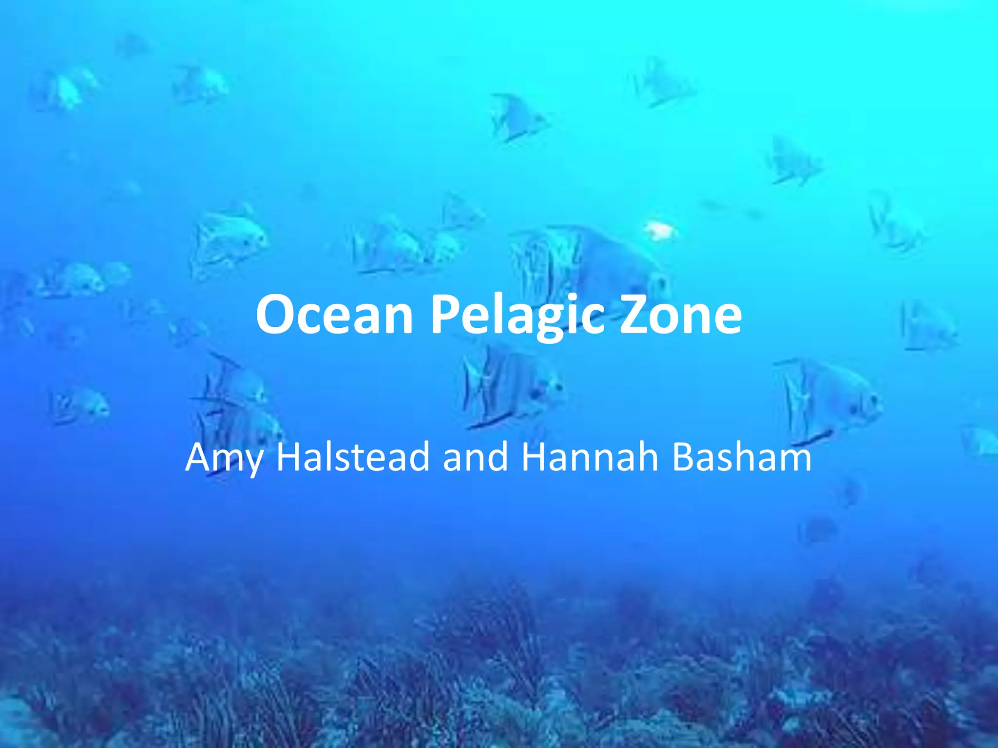 Oceanic pelagic zone biology biome project FINAL | PPTX