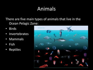 Oceanic pelagic zone biology biome project FINAL | PPTX