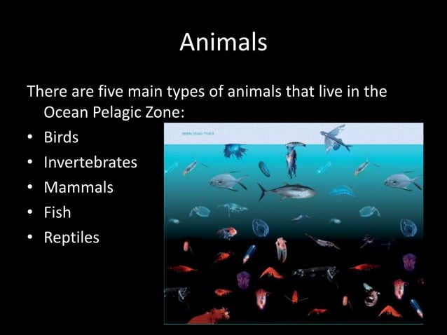 Oceanic pelagic zone biology biome project FINAL | PPTX