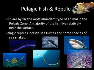 Oceanic pelagic zone biology biome project FINAL | PPTX