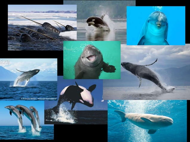 Oceanic pelagic zone biology biome project FINAL | PPT