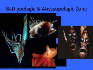Bathyal Zone