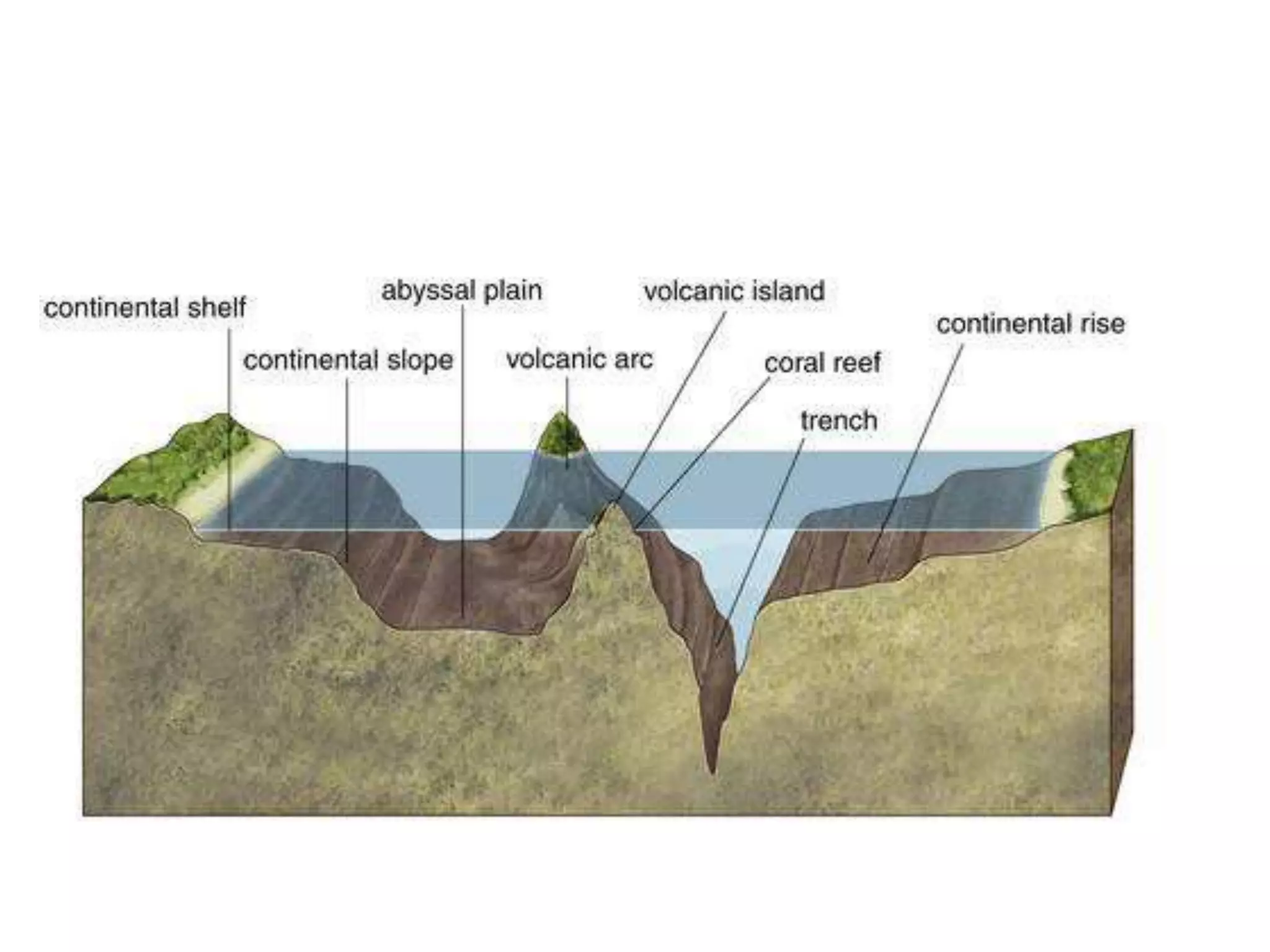 Oceanic trenches | PPTX