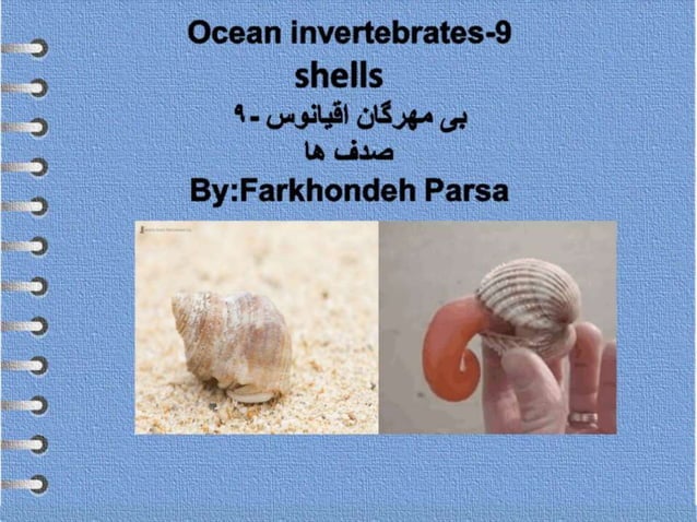 Ocean invertebrates- 9 | PPT