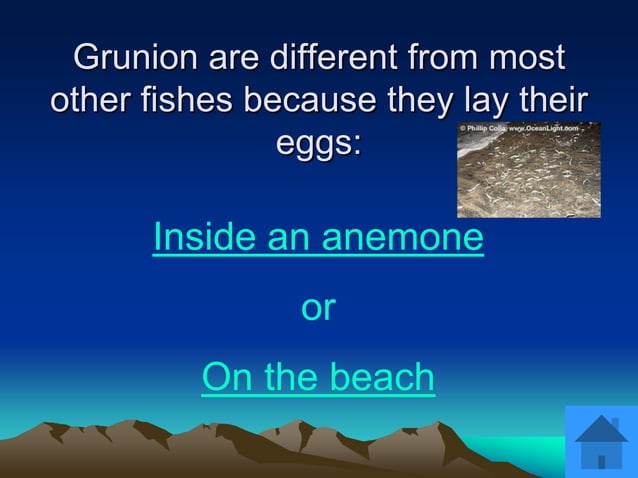 Ocean Jeopardy | PPT