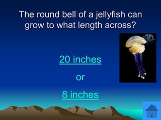 Ocean Jeopardy | PPT | Zoos & Aquariums | Attractions
