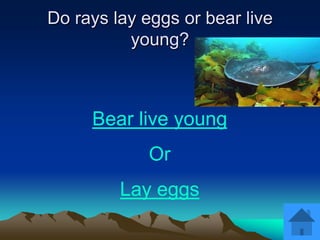 Ocean Jeopardy | PPT | Zoos & Aquariums | Attractions