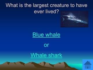 Ocean Jeopardy | PPT | Zoos & Aquariums | Attractions
