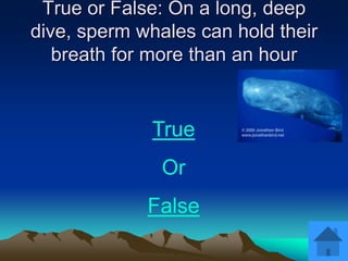 Ocean Jeopardy | PPT | Zoos & Aquariums | Attractions