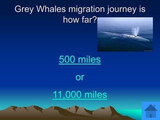 Ocean Jeopardy | PPT | Zoos & Aquariums | Attractions