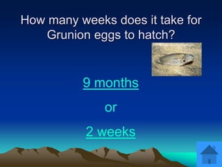 Ocean Jeopardy | PPT | Zoos & Aquariums | Attractions