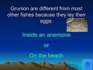 Ocean Jeopardy | PPT